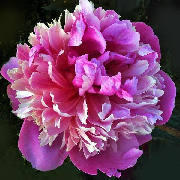 Пион Kelway's Lovely 1 шт. – купить в питомнике по цене 1 507 ₽ с ...