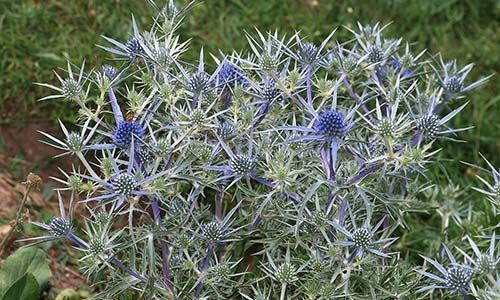 Эрингиум Blauer Zwerg 1 шт. – купить в питомнике по цене 327 ₽ с ...