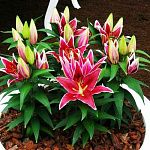 Лилия восточная горшечная Магни Корз – купить в питомнике по цене 961 ...