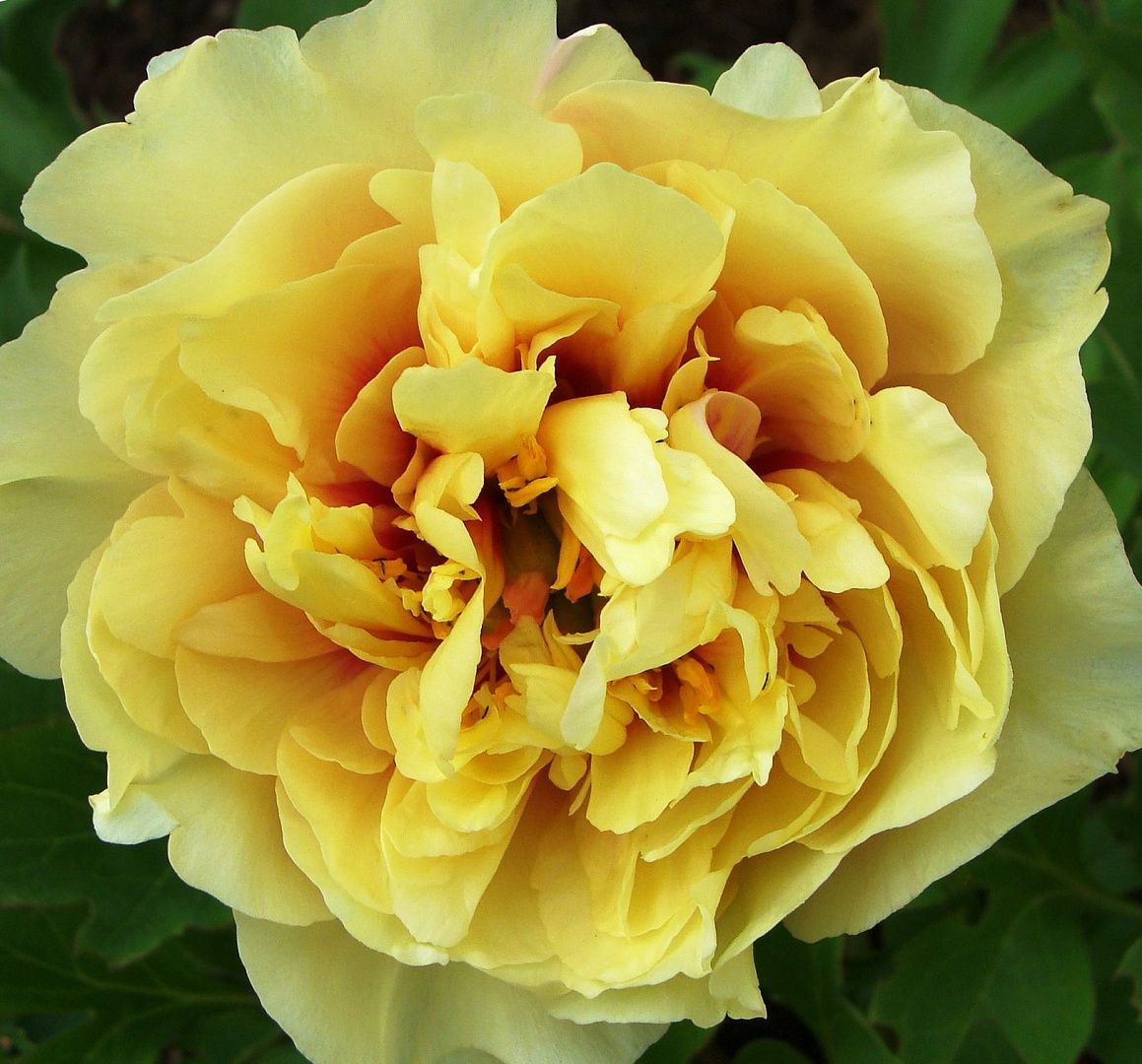 Пион Garden Treasure 1 шт. – купить в питомнике по цене 2 759 ₽ с ...